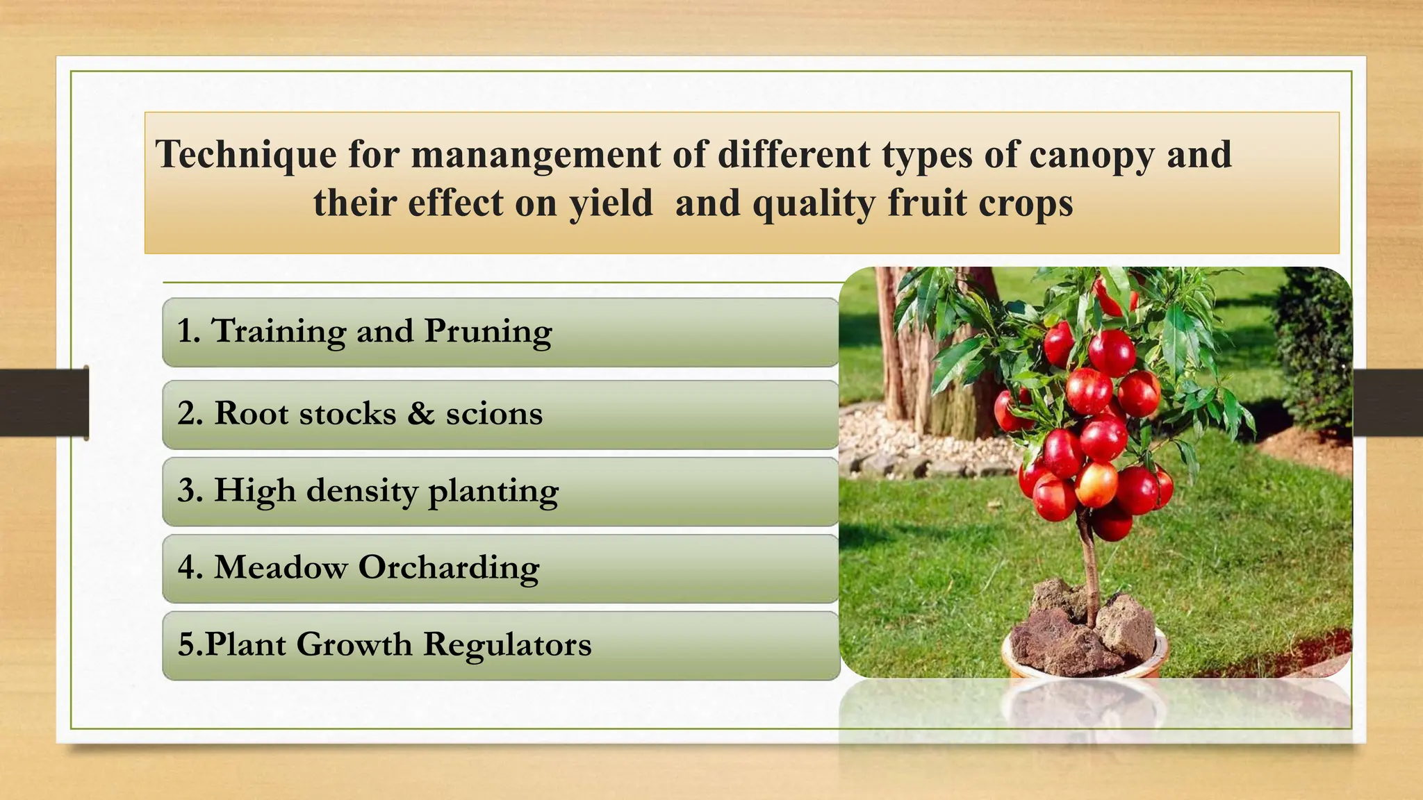 EFFECT OF DIFFERENT CANOPY TYPE ON PRODUCTION AND QUALITY OF FRUIT ...