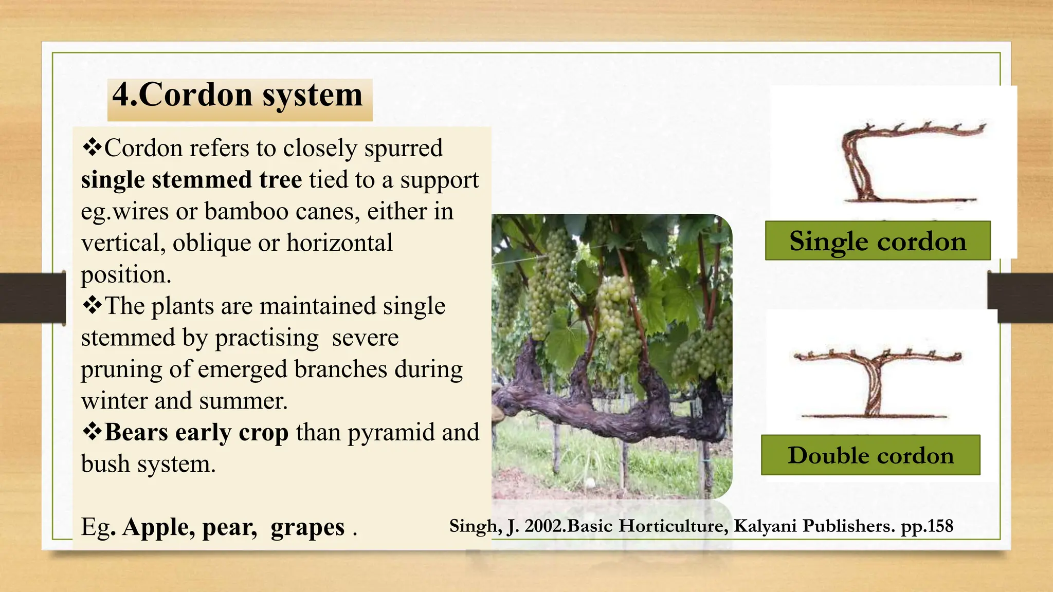 EFFECT OF DIFFERENT CANOPY TYPE ON PRODUCTION AND QUALITY OF FRUIT ...