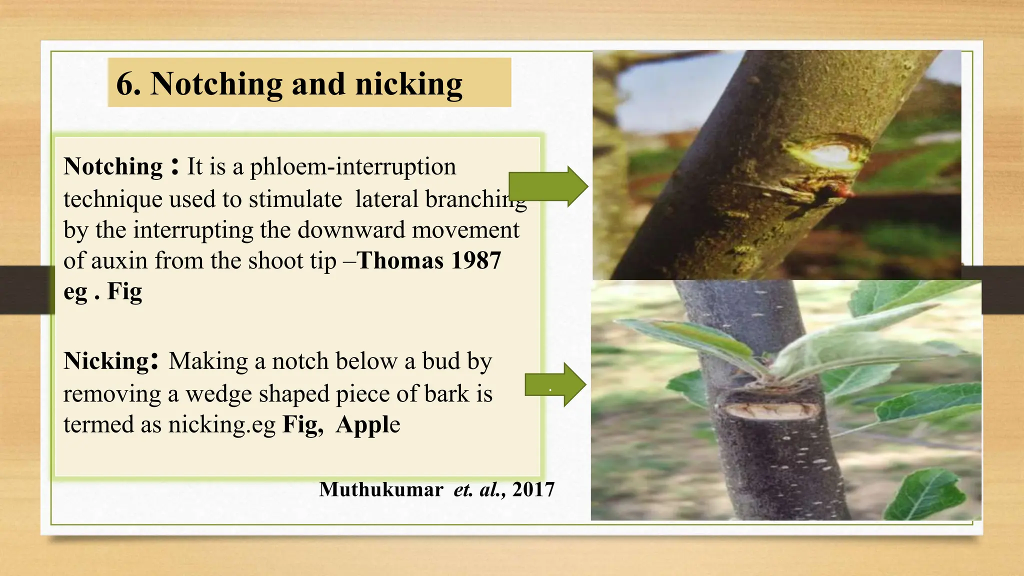EFFECT OF DIFFERENT CANOPY TYPE ON PRODUCTION AND QUALITY OF FRUIT ...