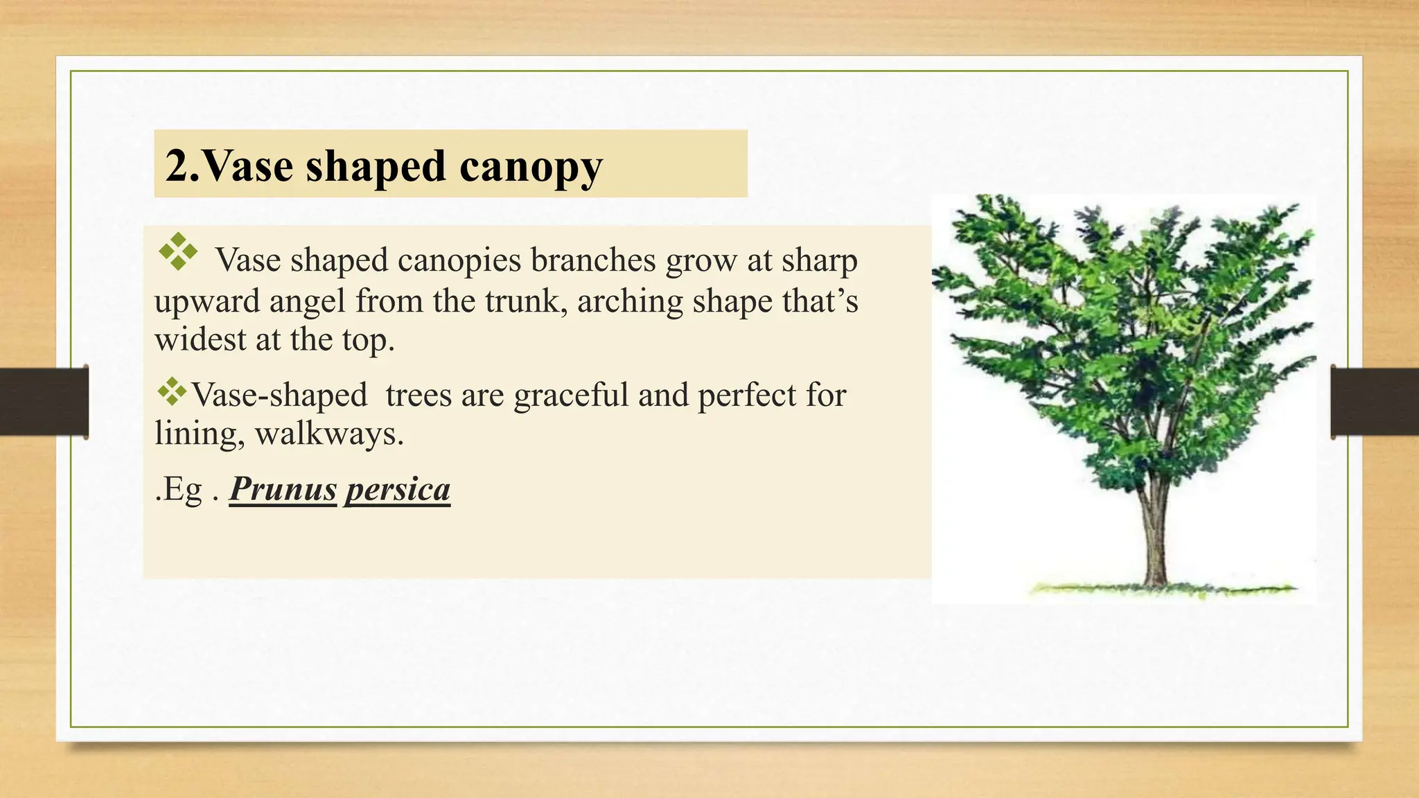 EFFECT OF DIFFERENT CANOPY TYPE ON PRODUCTION AND QUALITY OF FRUIT ...