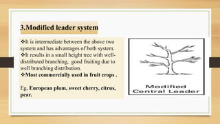 EFFECT OF DIFFERENT CANOPY TYPE ON PRODUCTION AND QUALITY OF FRUIT ...