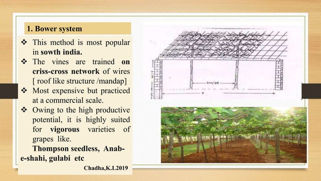 EFFECT OF DIFFERENT CANOPY TYPE ON PRODUCTION AND QUALITY OF FRUIT ...