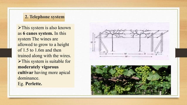 EFFECT OF DIFFERENT CANOPY TYPE ON PRODUCTION AND QUALITY OF FRUIT ...