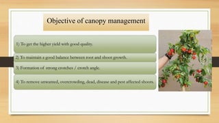 EFFECT OF DIFFERENT CANOPY TYPE ON PRODUCTION AND QUALITY OF FRUIT ...