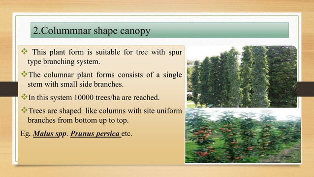 EFFECT OF DIFFERENT CANOPY TYPE ON PRODUCTION AND QUALITY OF FRUIT ...
