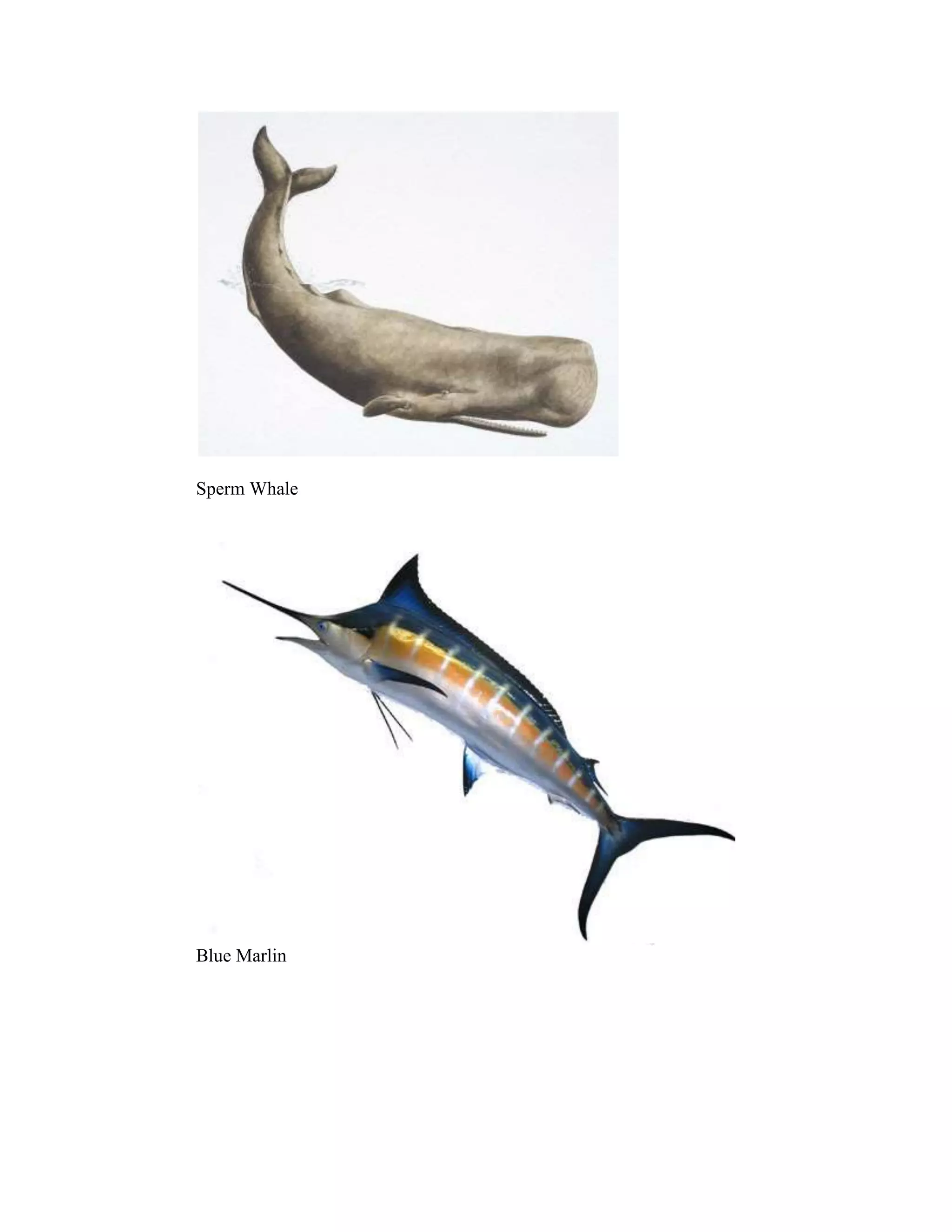 Sunlight zone animals | DOCX