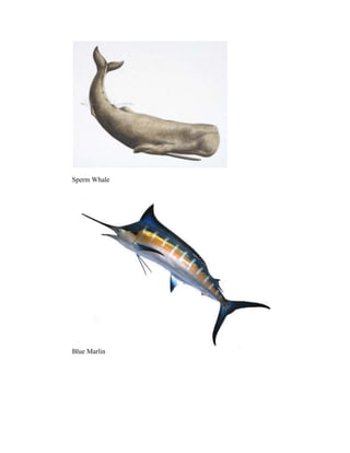 Sunlight zone animals | DOCX