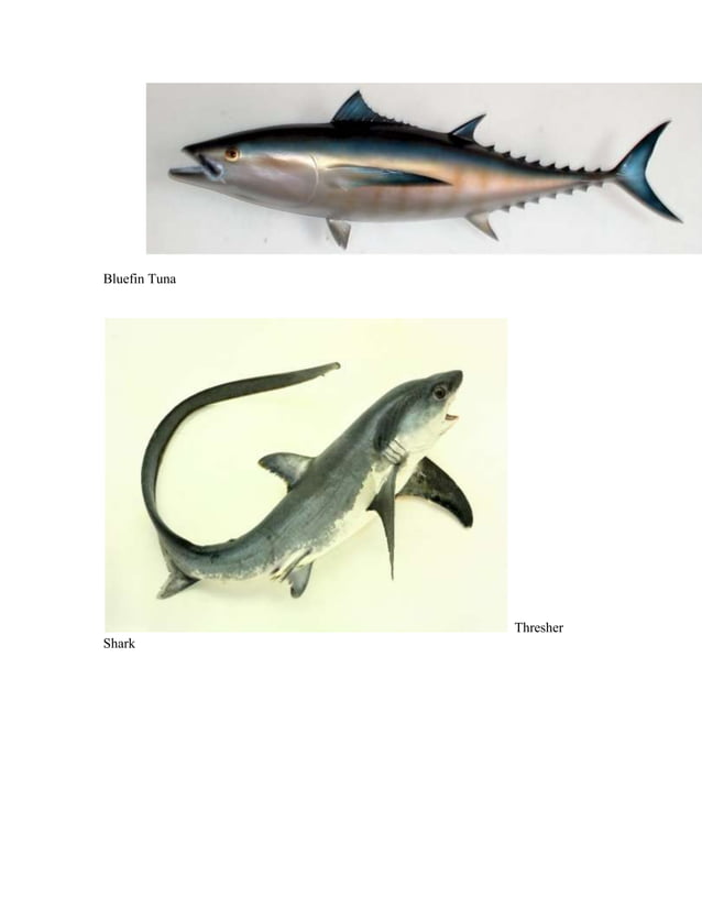 Sunlight zone animals | DOCX