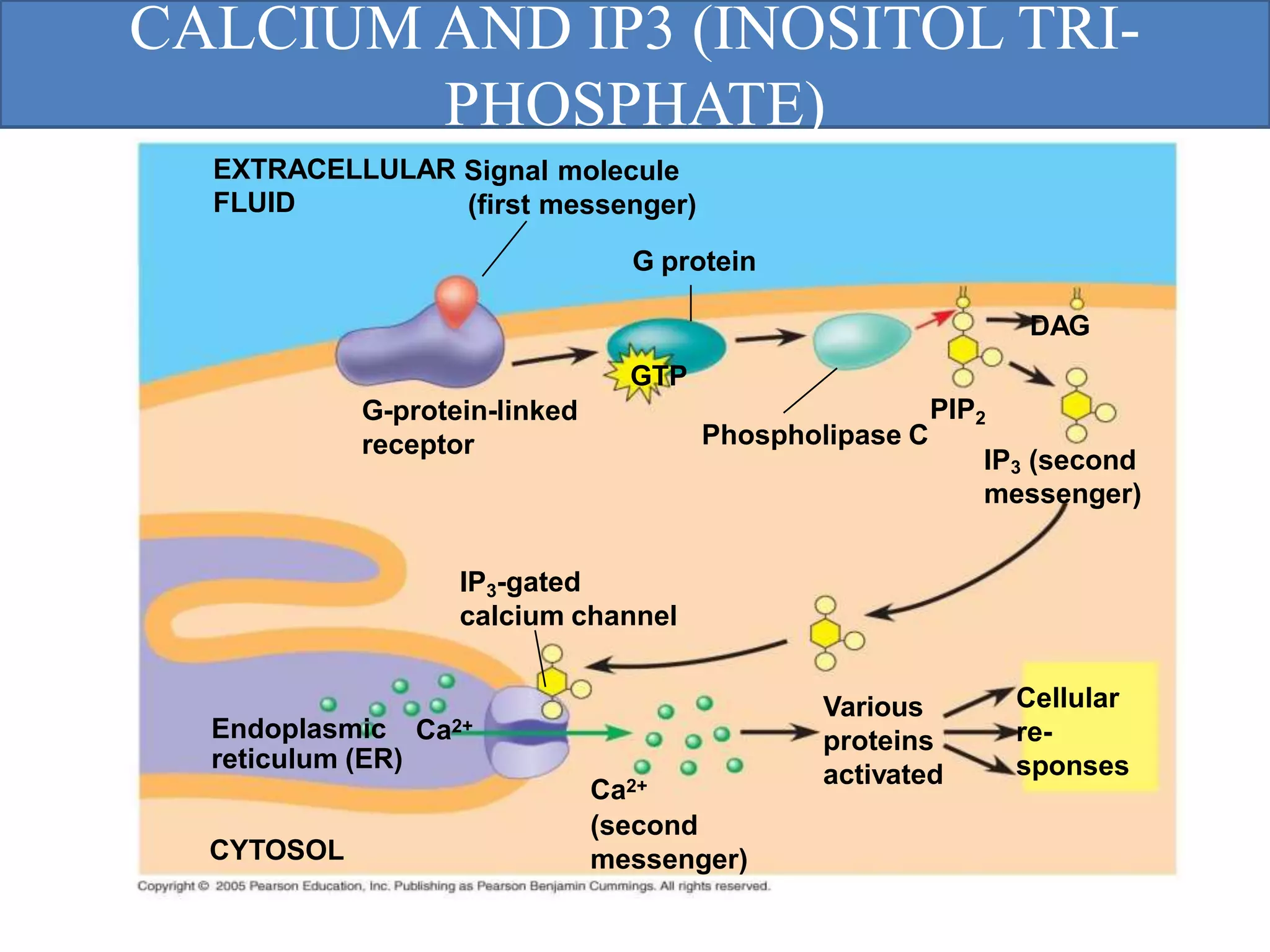 CELL SIGNALING AND PATHWAYS INVOLVED IN CELL SIGNALING AND SOLID TUMORS ...
