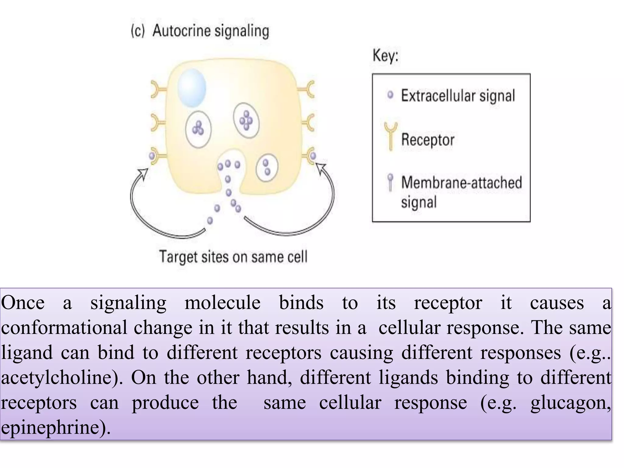 CELL SIGNALING AND PATHWAYS INVOLVED IN CELL SIGNALING AND SOLID TUMORS ...