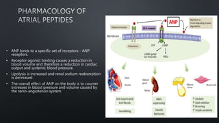 Atrial peptides | PPTX