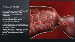 Atrial peptides | PPT