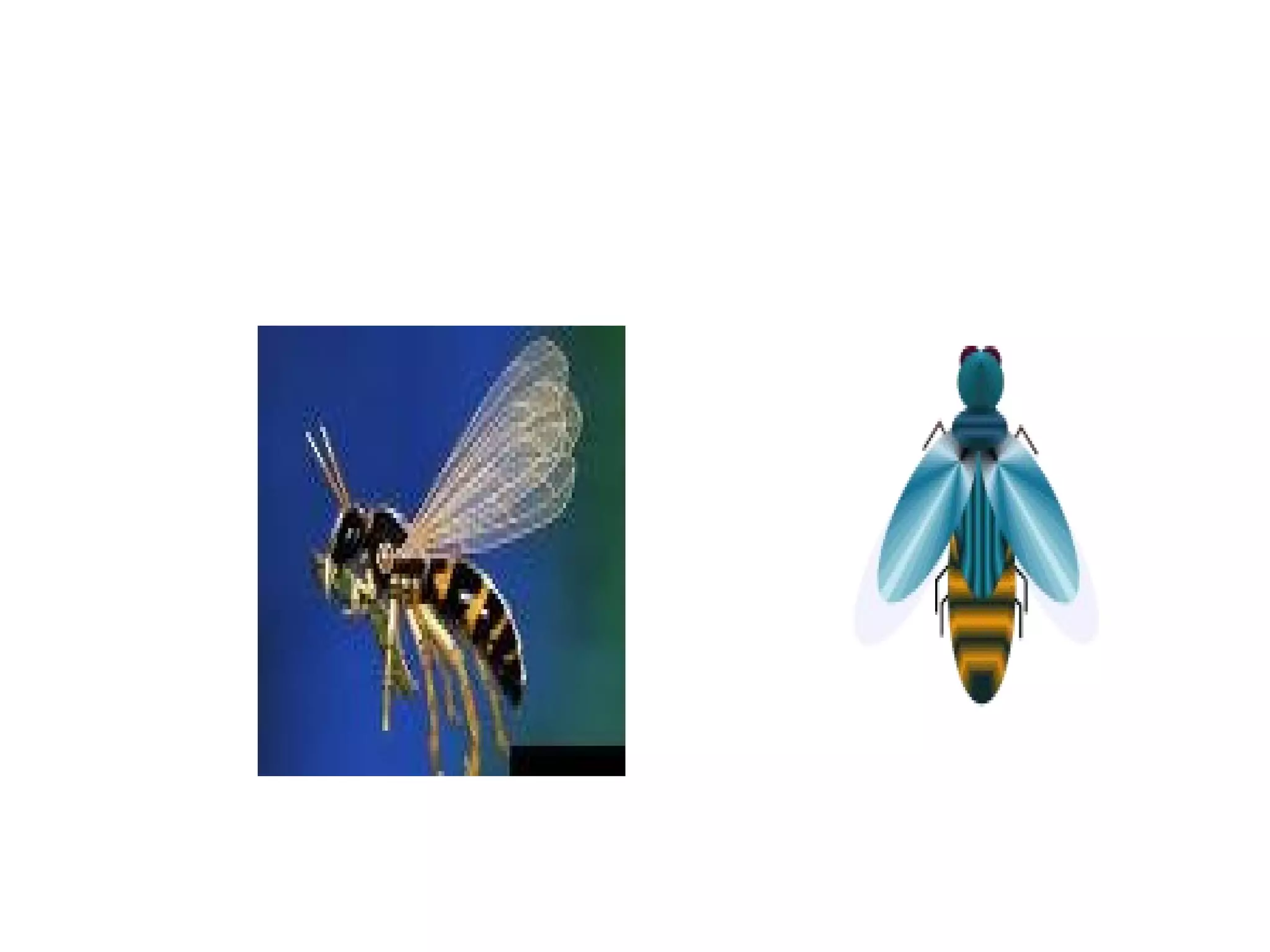 hayvan resimleri | PPT