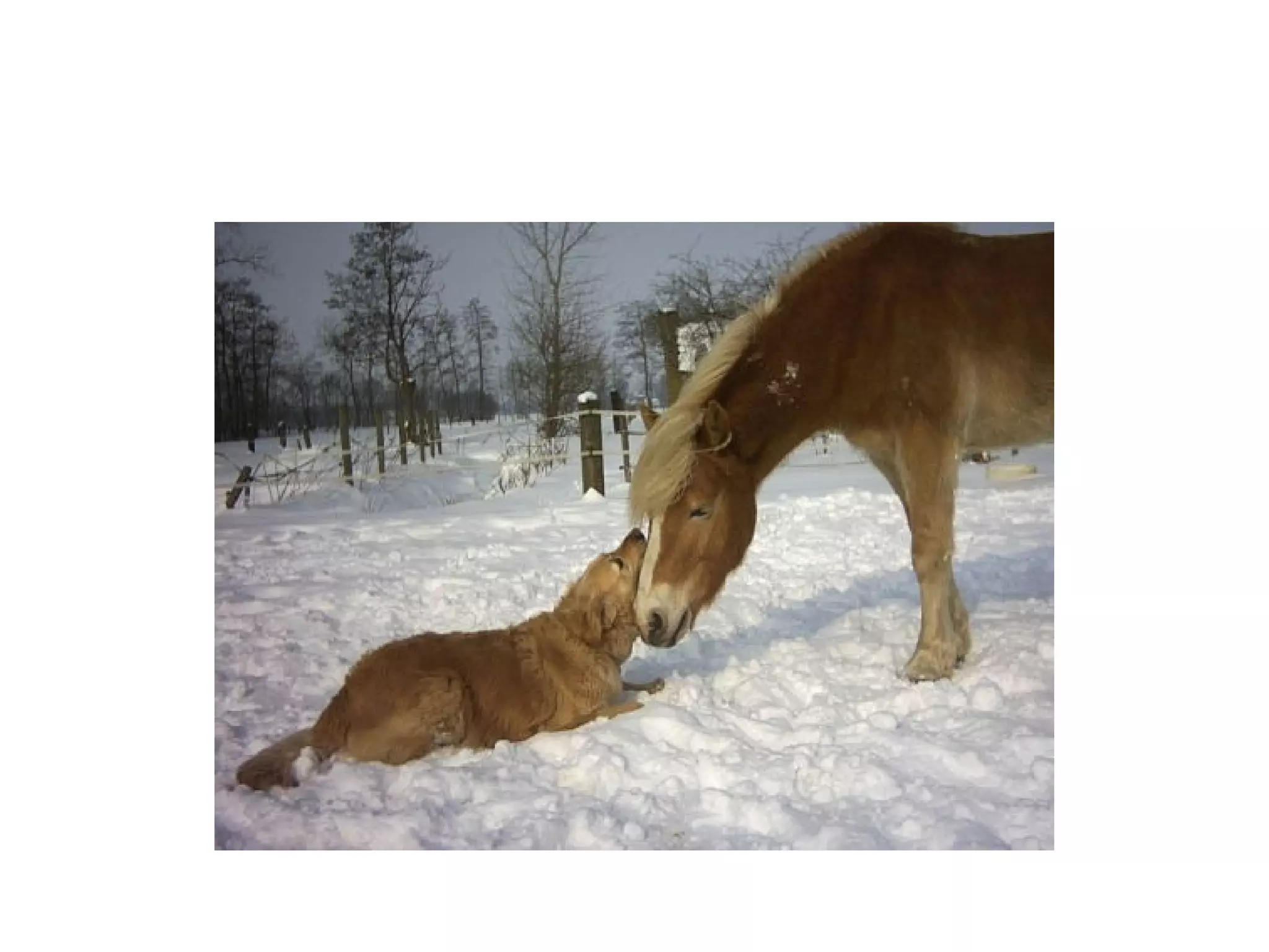 hayvan resimleri | PPT