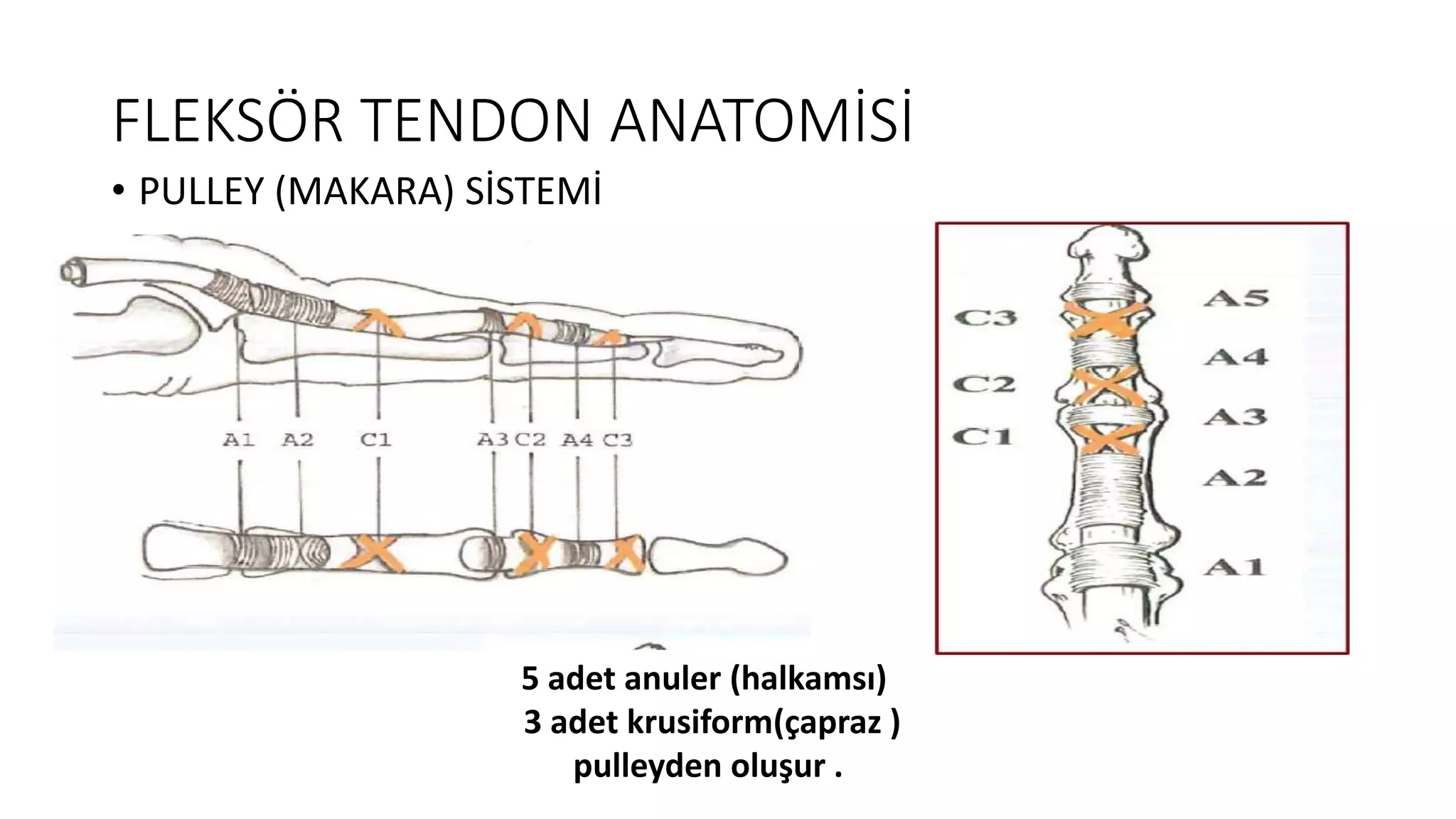 FLEXOR TENDON INJURY | PPTX