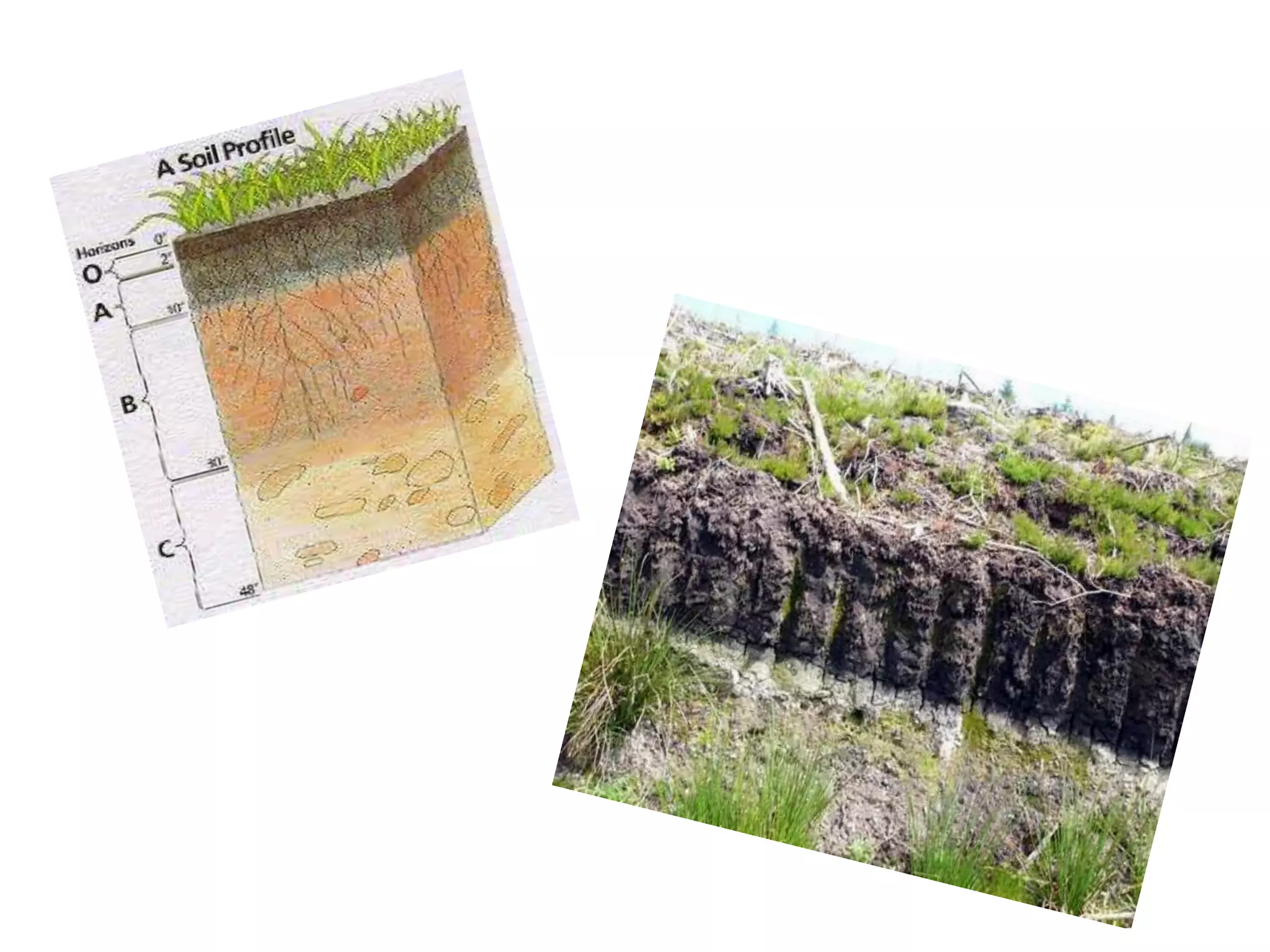 La risorsa suolo | PPTX | Gardening | Home & Garden