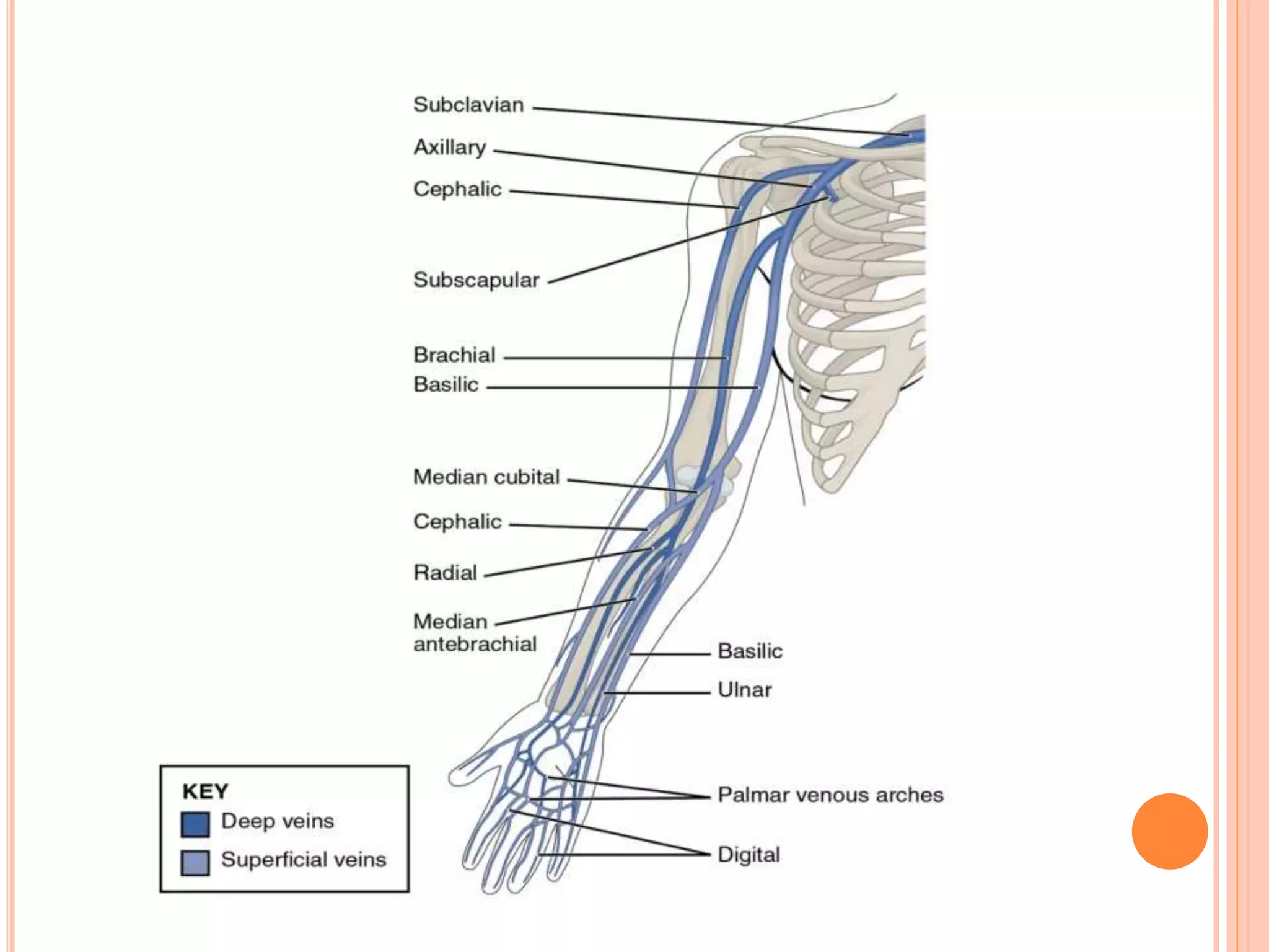 venous & lymphatic drainage of upper limb | PPTX