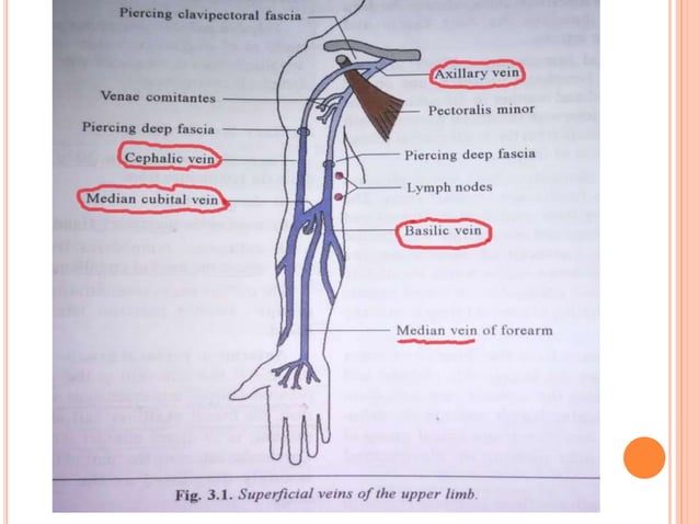 venous & lymphatic drainage of upper limb | PPTX
