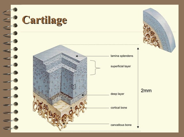 Supartz injection techniques | PPT