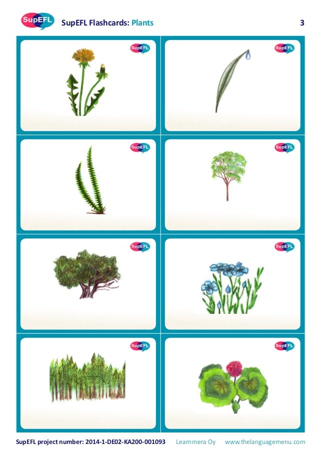 Plant Identification Flash Cards