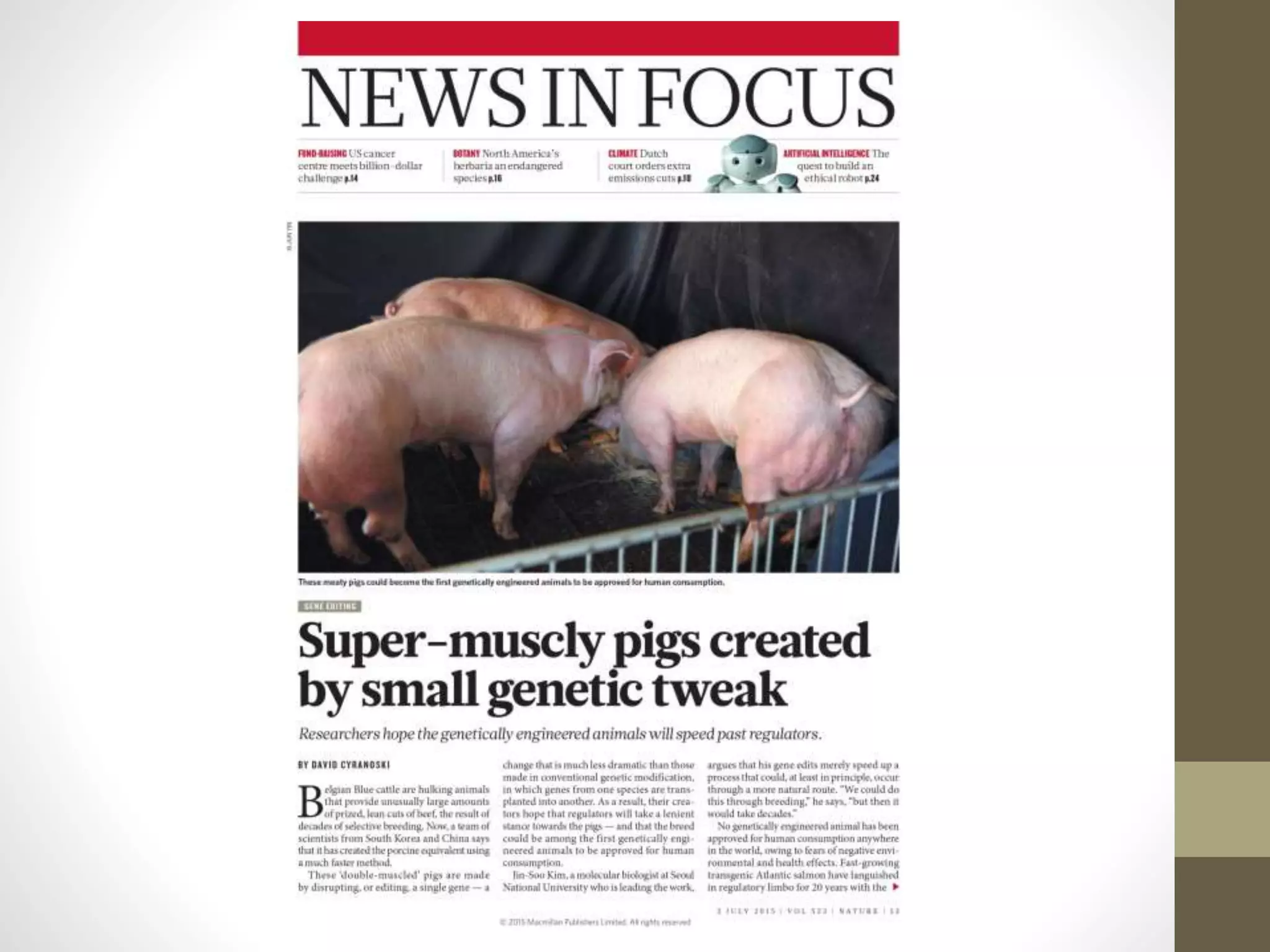 Super muscly pigs created by small genetic tweak | PPTX