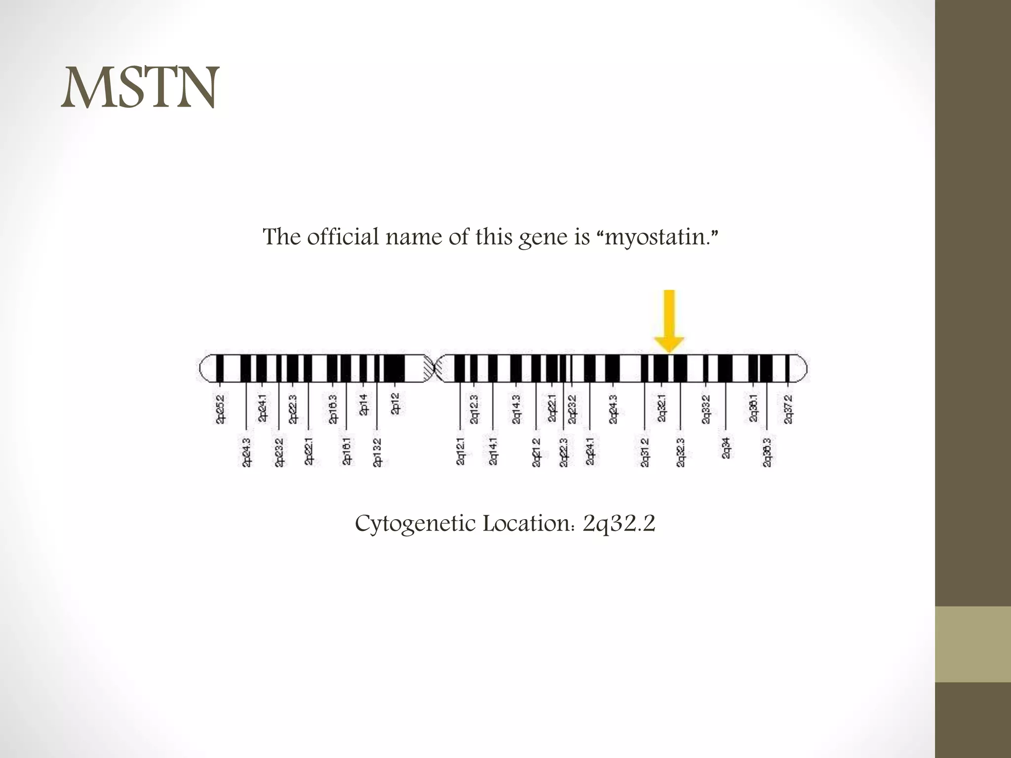 Super muscly pigs created by small genetic tweak | PPTX