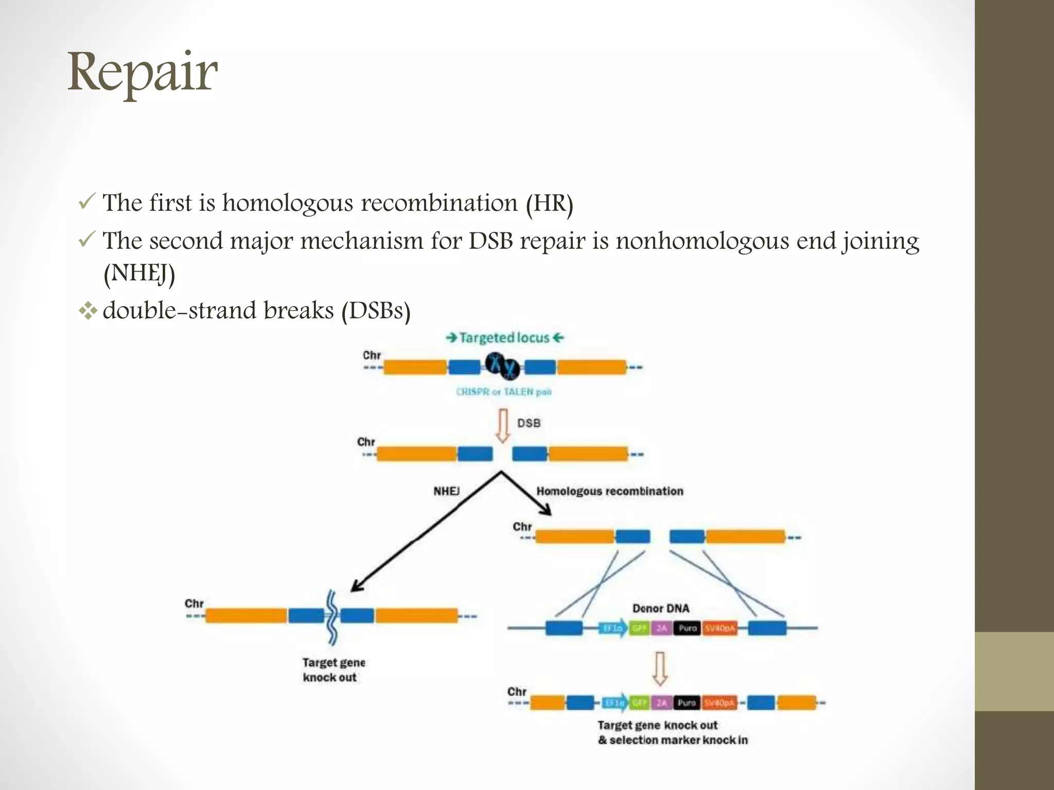 Super muscly pigs created by small genetic tweak | PPTX