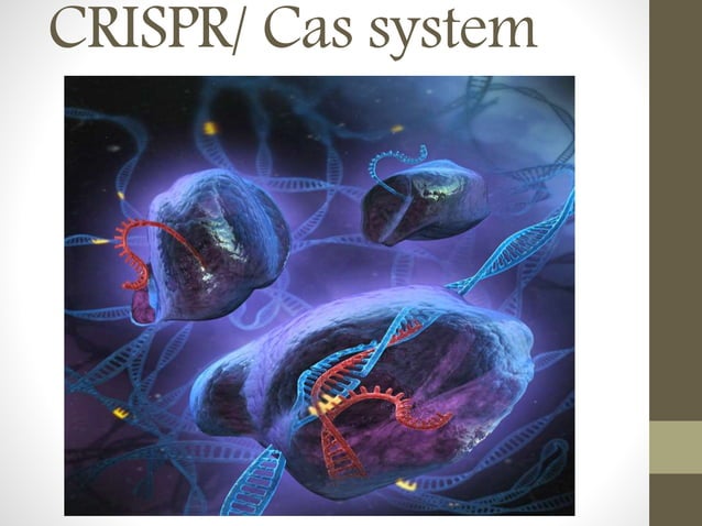 Super muscly pigs created by small genetic tweak | PPT