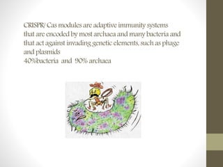 Super muscly pigs created by small genetic tweak | PPTX | Programming ...