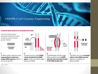 Super muscly pigs created by small genetic tweak | PPTX | Programming ...