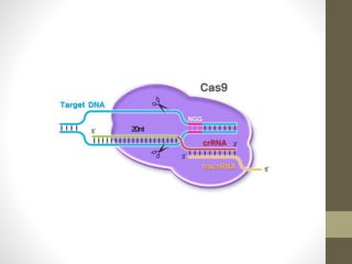 Super muscly pigs created by small genetic tweak | PPTX | Programming ...