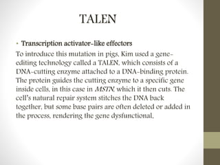 Super muscly pigs created by small genetic tweak | PPTX | Programming ...