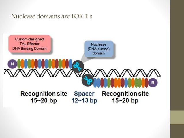 Super muscly pigs created by small genetic tweak | PPT