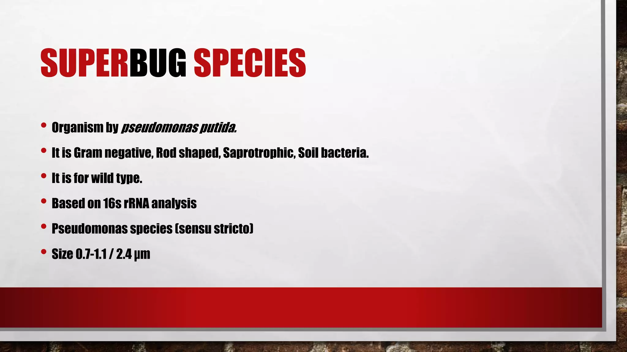 Superbug (Pseudomonas putida) | PPTX