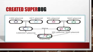 Superbug (Pseudomonas putida) | PPTX