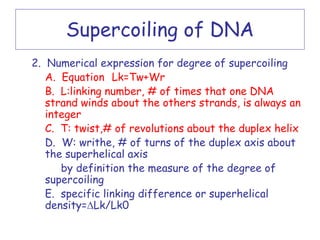 Supercoiling | PDF