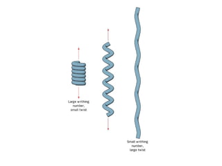 Supercoiling | PDF
