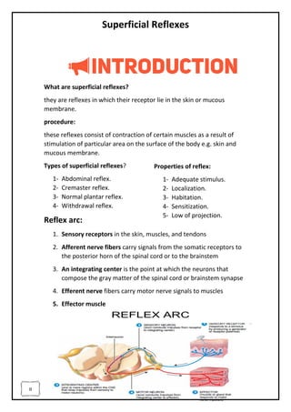 Abdominal Reflex Pathway