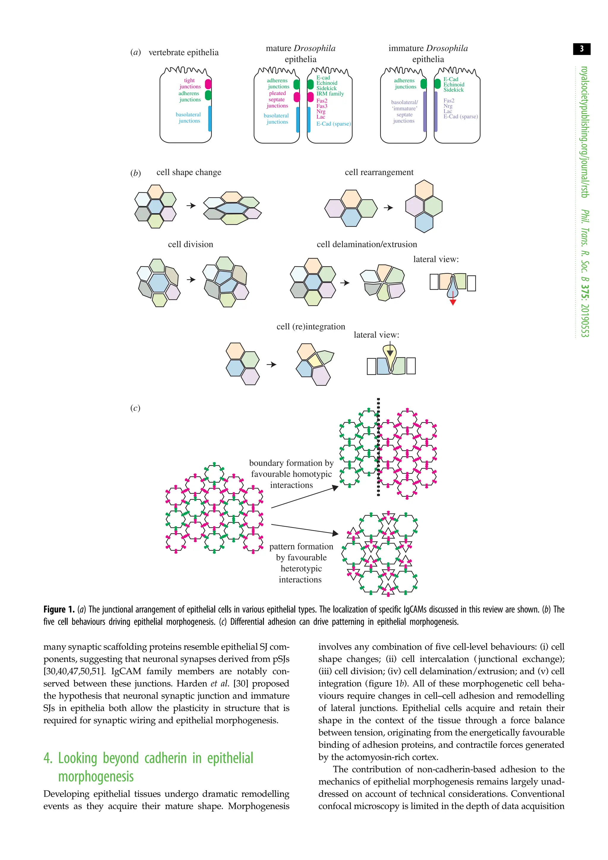 Superfamilia-de-las-inmunoglobulinas.pdf