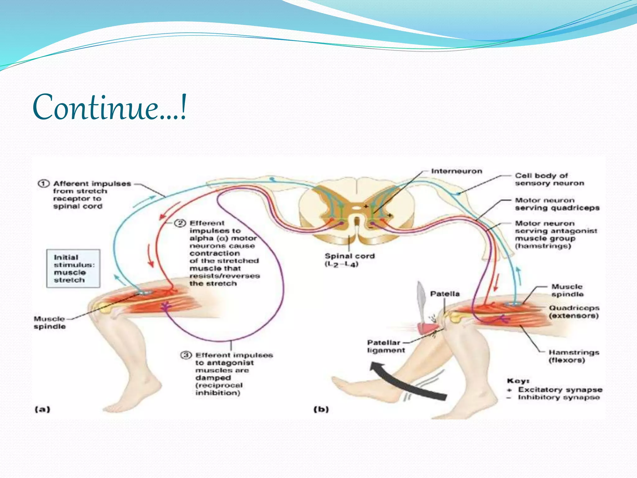 Superficial and deep reflexes! | PPTX
