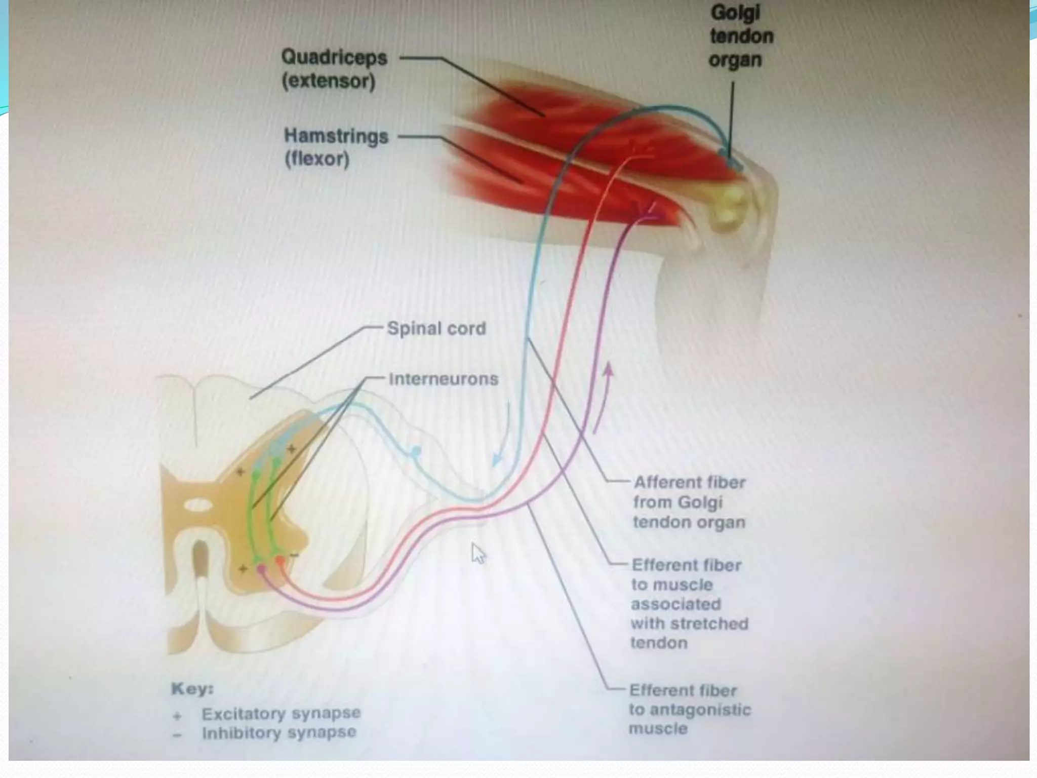 Superficial and deep reflexes! | PPTX