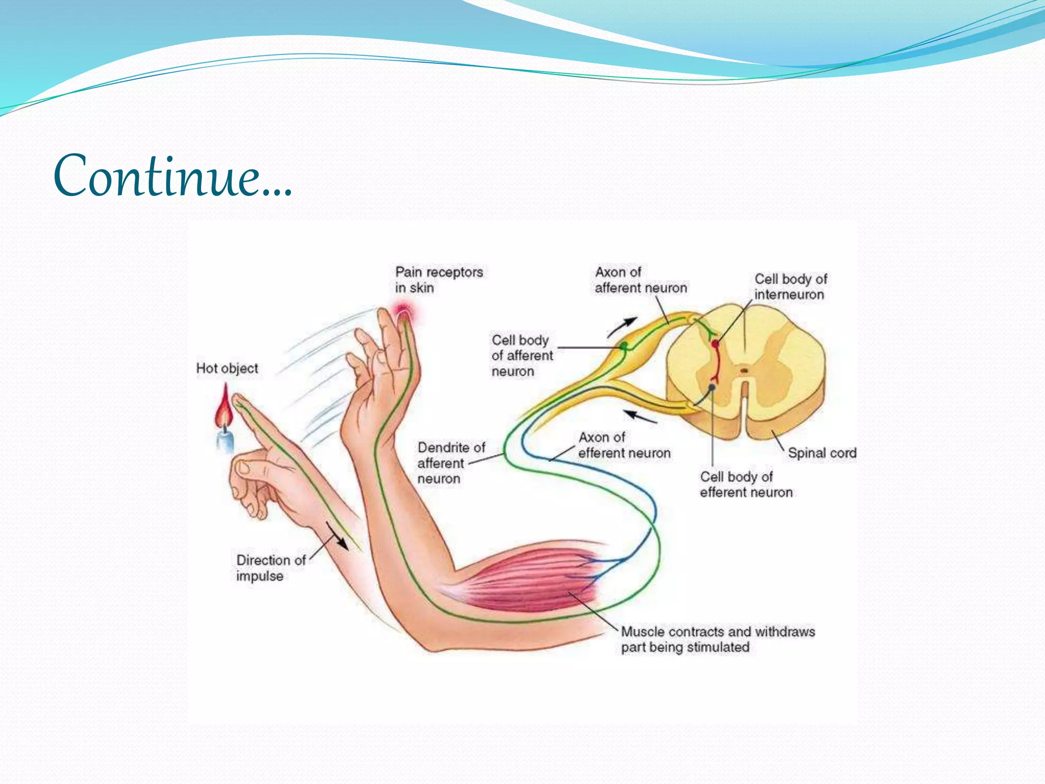 Superficial and deep reflexes! | PPTX