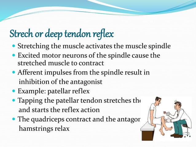 Superficial and deep reflexes! | PPTX