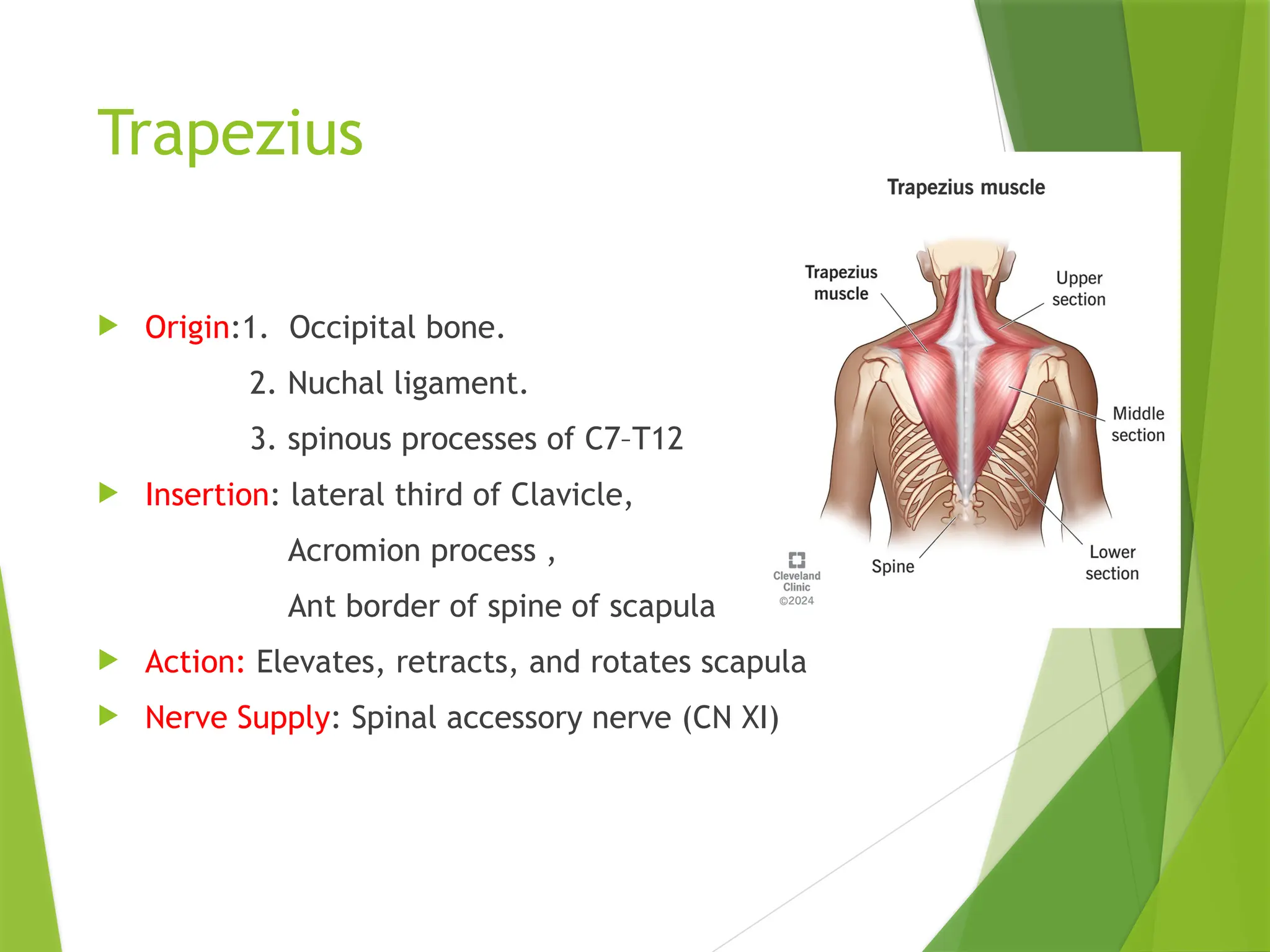 Superficial_Back_Muscles_Presentation[1].pptx
