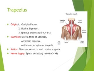 Superficial_Back_Muscles_Presentation[1].pptx