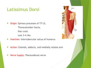 Superficial_Back_Muscles_Presentation[1].pptx