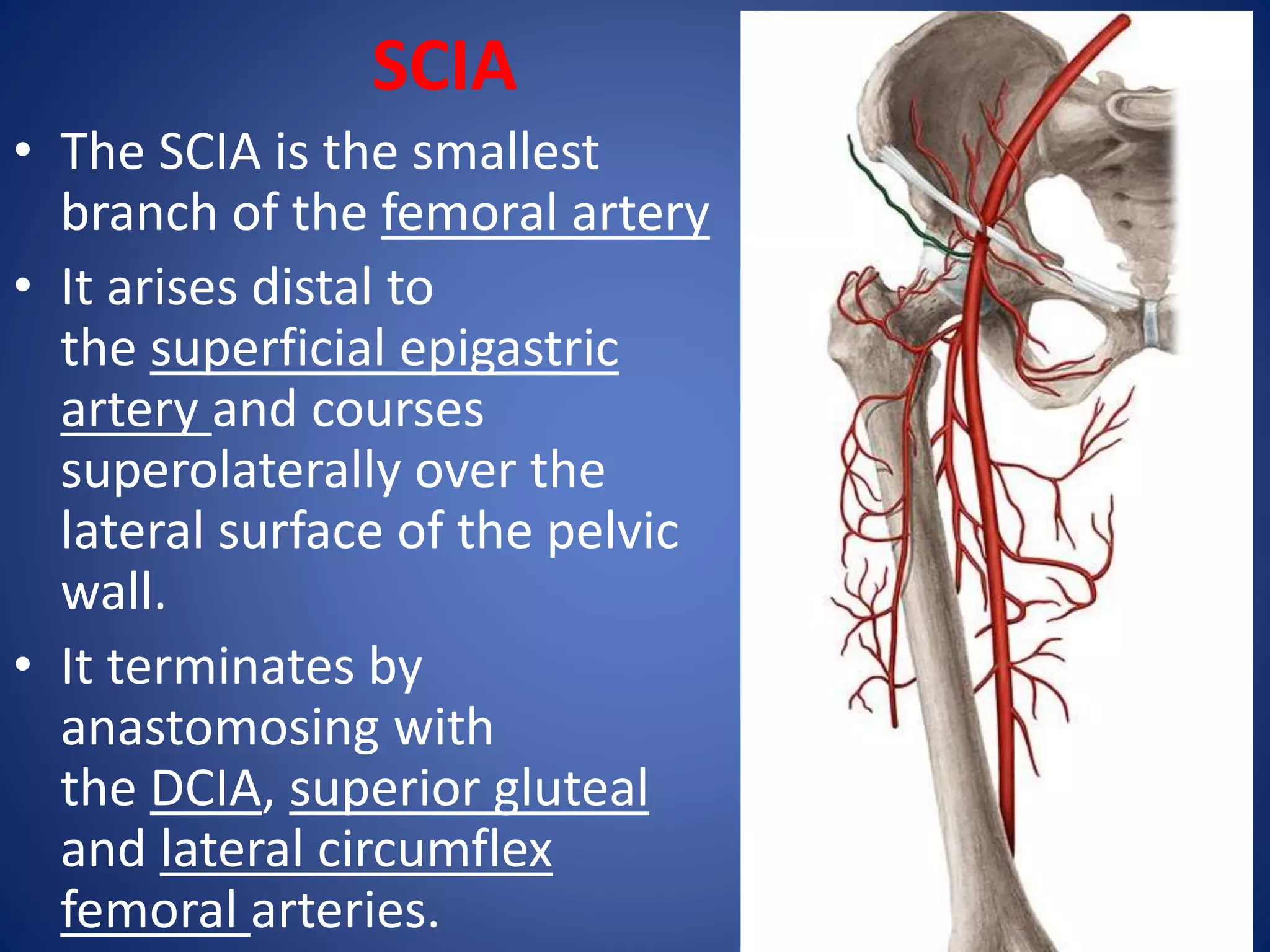 Superficial circumflex iliac artery perforator flap | PPTX