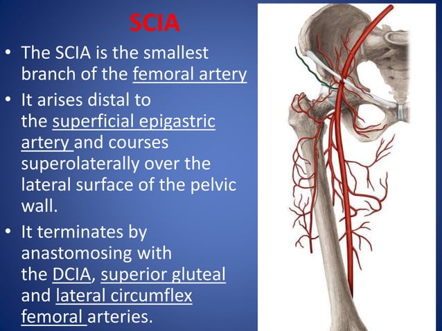 Superficial circumflex iliac artery perforator flap | PPTX | First Aid ...