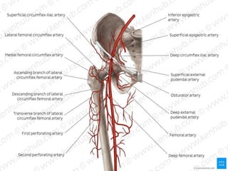 Superficial circumflex iliac artery perforator flap | PPTX