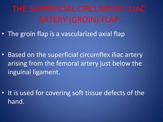 Superficial Circumflex Iliac Artery Dog